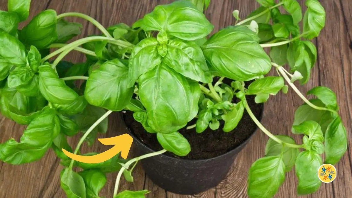 Réussissez le Plant de Basilic Sans le Faire Mourir Just Avec 2 Trucs