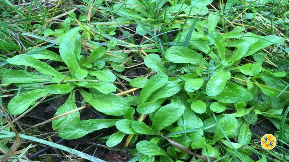 C’est Quoi la Mâche Sauvage et Comment en Faire une Salade d'Hiver?