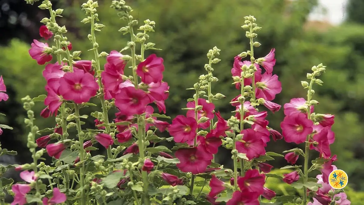 Tout ce qu'il Faut Savoir sur les Roses Trémières et leur Plantation