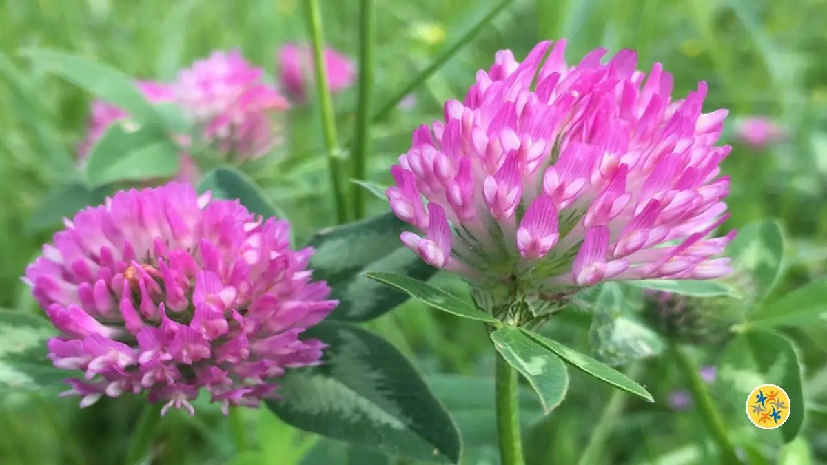 3 Choses à Savoir sur le Trèfle des Prés et Comment ça se Mange