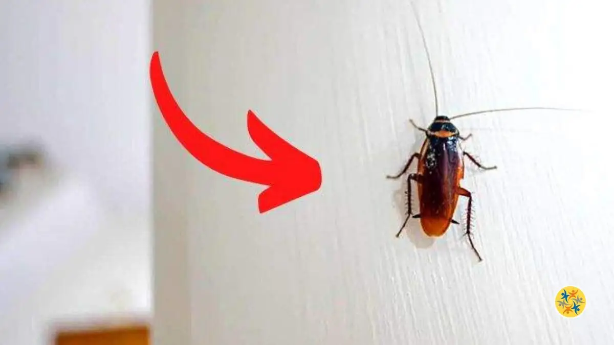 Astuces pour Tenter de Capturer un Cafard de Façon Naturelle