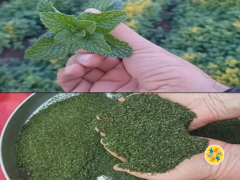 Comment sécher la menthe à la maison