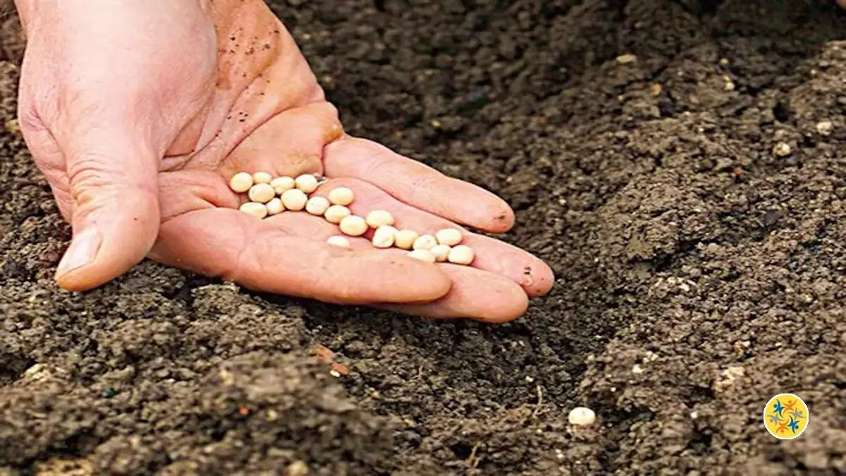 5 Conseils Réussir les Semis du Petit Pois à Grains Ronds