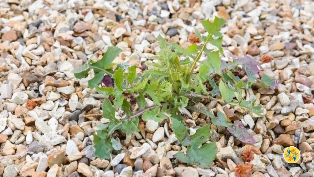 Les Mauvaises Herbes sur le Gravier et une Solution Définitive