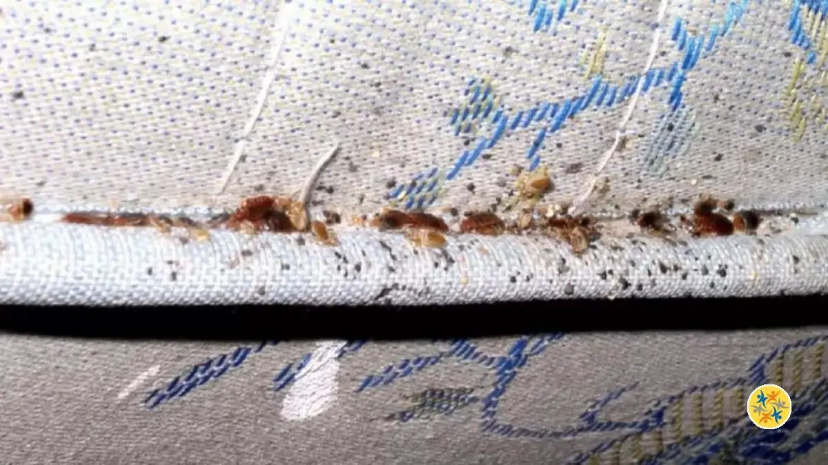 Débarrassez-vous des Acariens de Votre Lit Avec 3 Solutions Pratiques