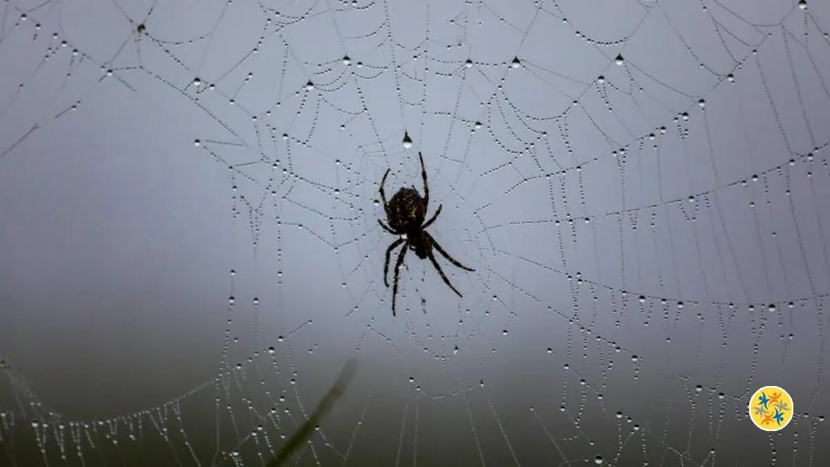 Débarrassez-vous des Araignées en Recourant à Ces 5 Solutions