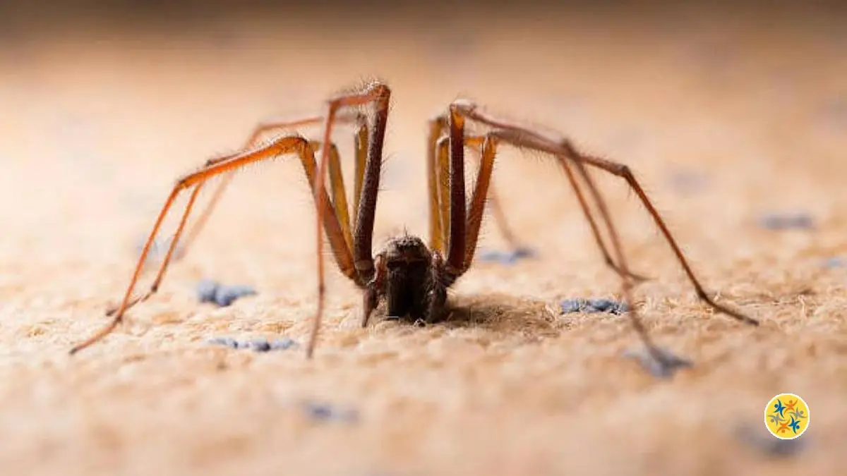 6 Solutions Insecticides pour Lutter contre les Araignées