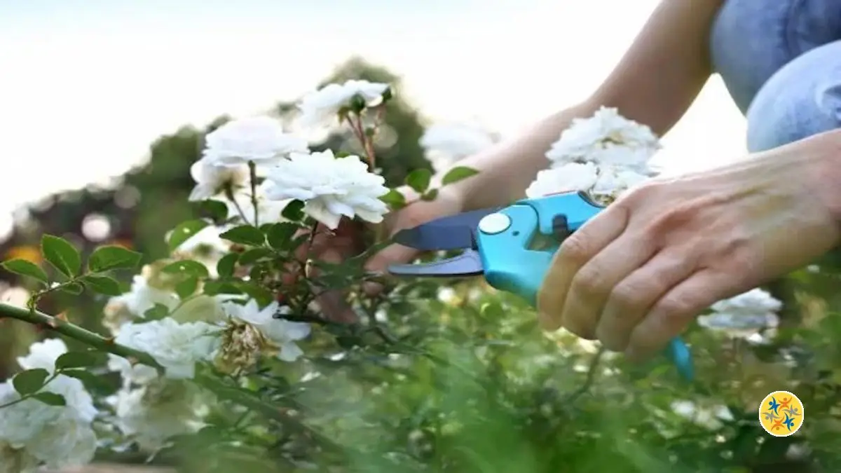 Rosier: L’Automne est une saison Propice pour sa Taille?