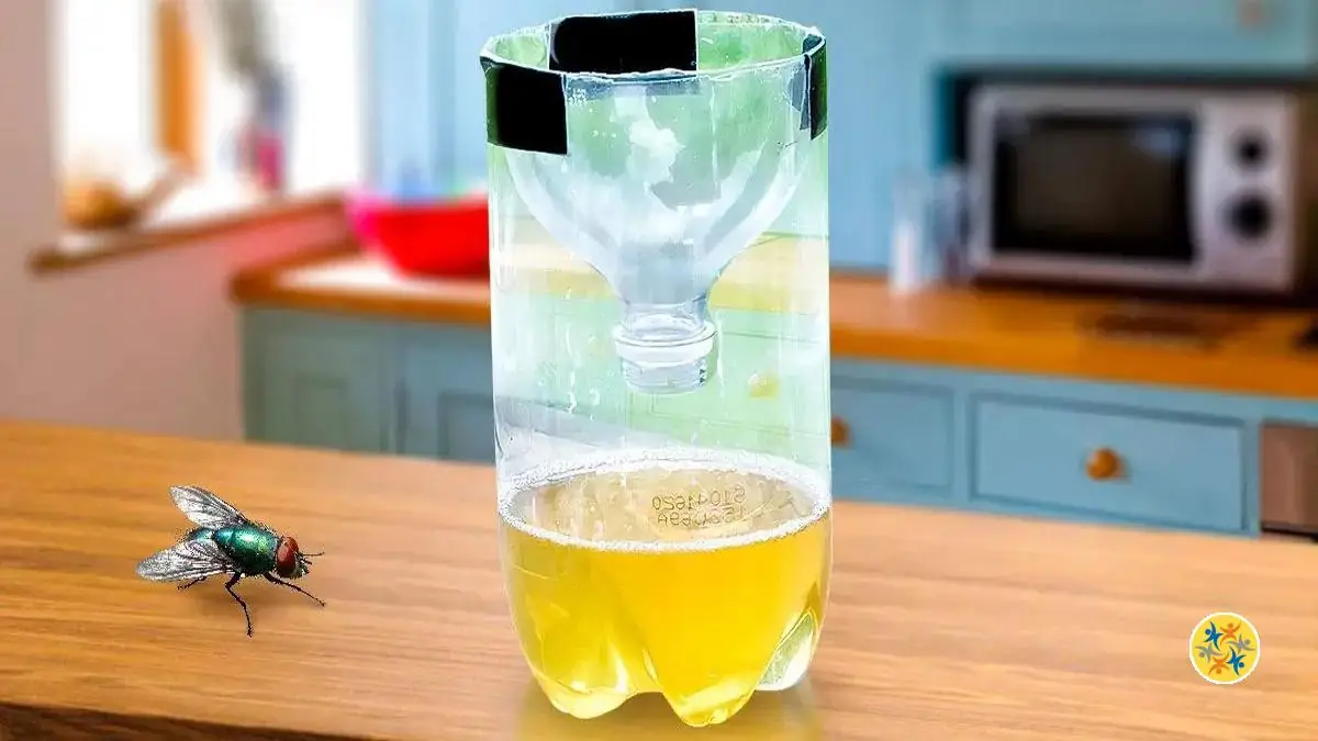 Attraper les Mouches : Solutions Écologiques et Naturelles