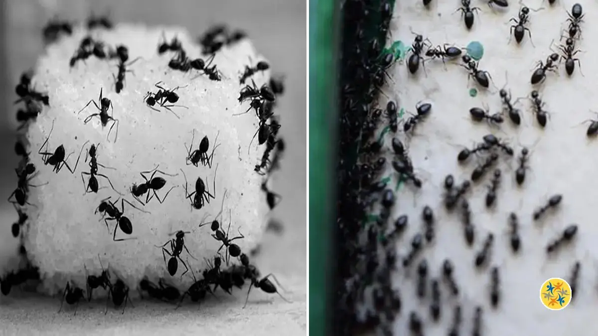 Comment Chasser les Fourmis de chez Soi sans trop de Concessions? Comment Chasser les Fourmis de chez Soi sans trop de Concessions?