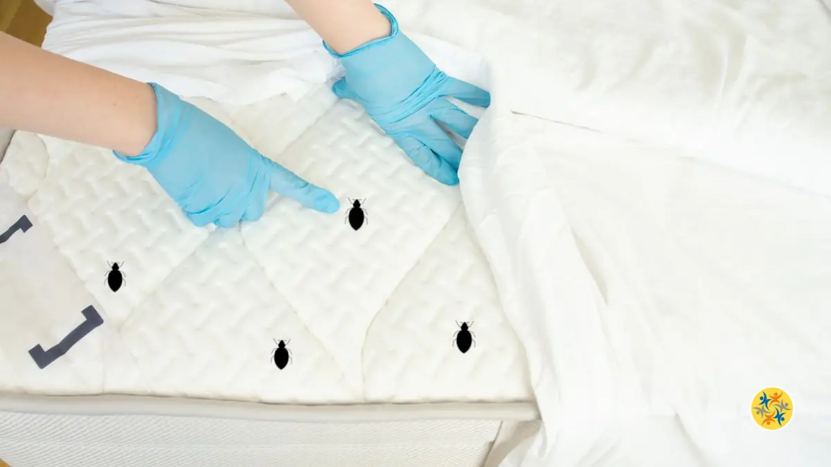 Se débarrasser des punaises de lit sans produits chimiques