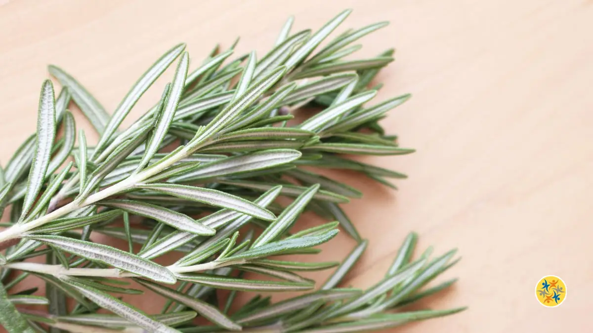 Quels sont les bénéfices du romarin dans votre routine