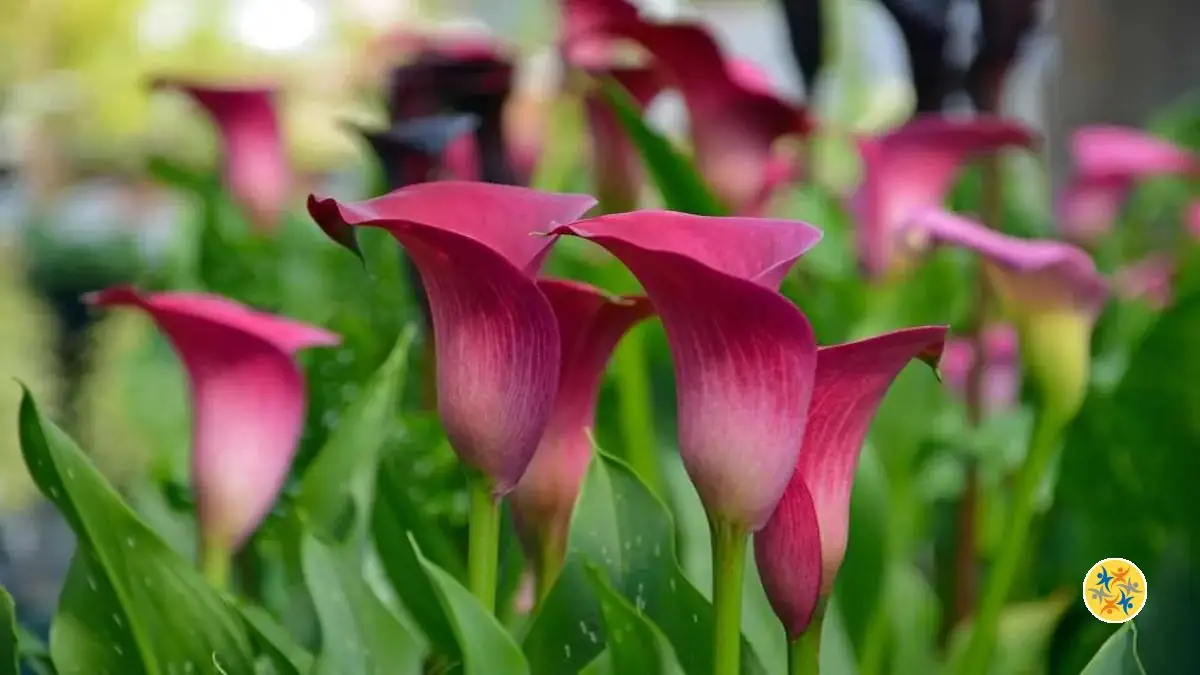 7 Variétés de Lys Calla et la Manière d'en Prendre Soin