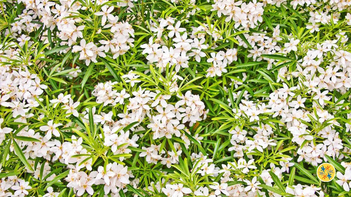 Choisya Ternata: Variétés et Plantation de l'Oranger du Mexique