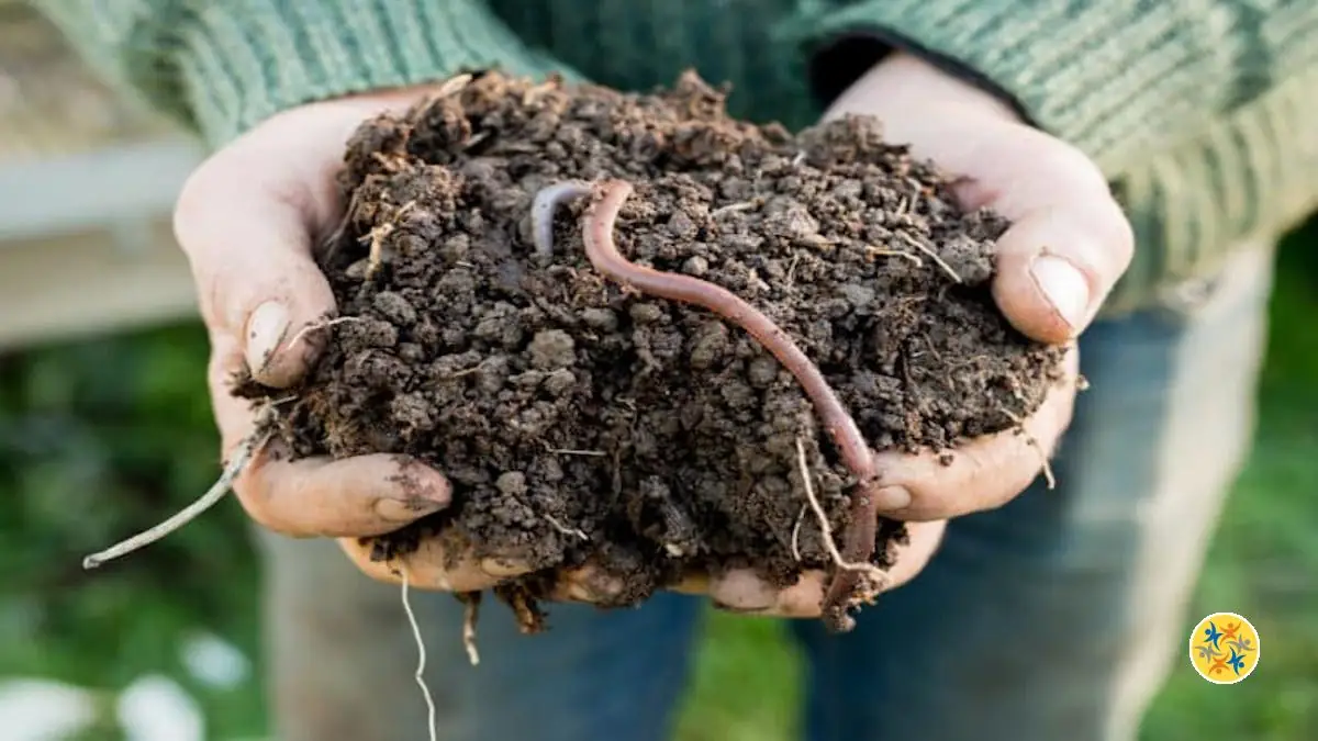 Le Ver de Terre: Un Insecte Impressionnant