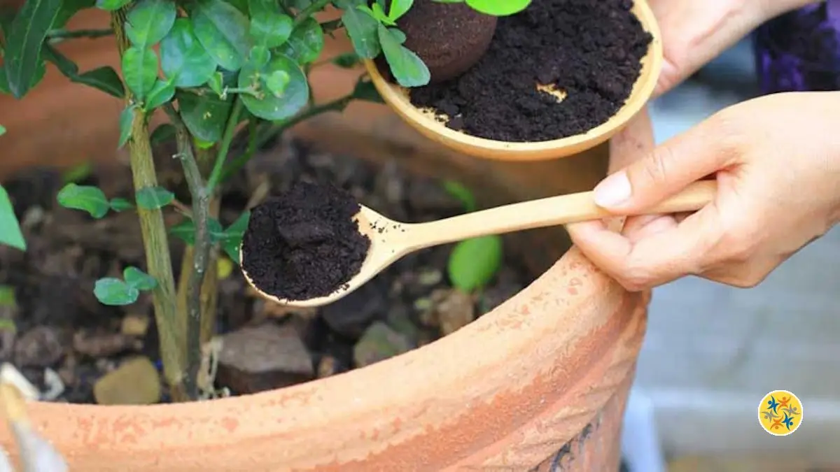 Le Marc de Café et ses Multiples Vertus pour le Jardin