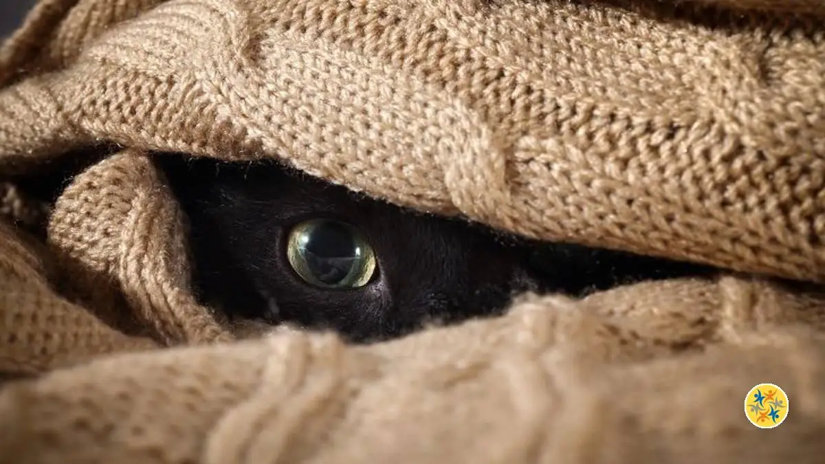 Le Monde dans les Yeux des Chats : Comment Ça se Voit